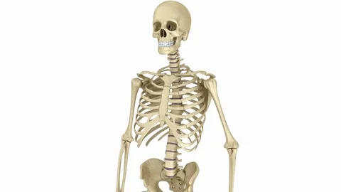 Cervical spine anatomy. Human skeleton. ... | Stock Video | Pond5
