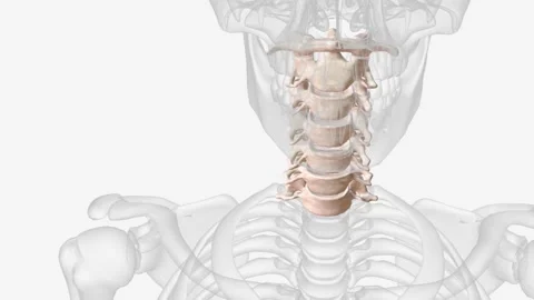 Cervical vertebrae and hyoid bone | Stock Video | Pond5