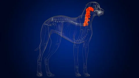 Cervical Vertebrae Bones Dog skeleton An... | Stock Video | Pond5