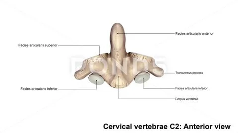 Cervical vertebrae C2 Anterior view: Royalty Free #80379070