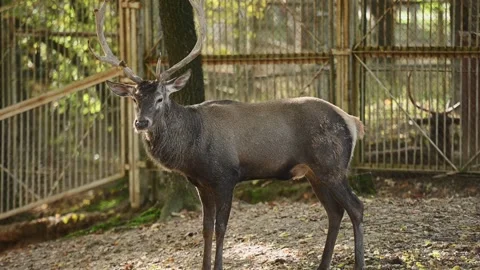 Mater Screaming Stock Video Footage | Royalty Free Mater Screaming ...