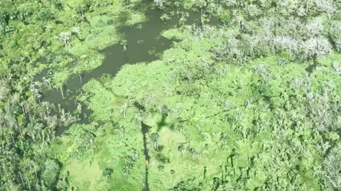 Amazon Forest Brazil Stock Videos – Royalty-Free HD & 4K Videos | Pond5