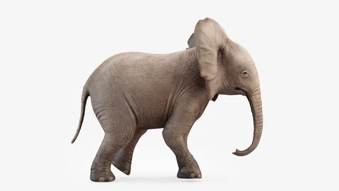 Elephant Run Stock Videos – Royalty-Free HD & 4K Videos | Pond5