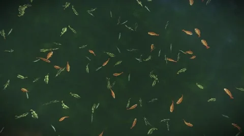 Cg Fish Stock Videos – Royalty-Free HD & 4K Videos | Pond5