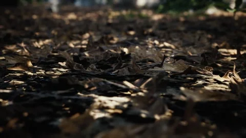 CGI render of dry dead leafs laying on g... | Stock Video | Pond5