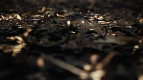CGI render of dry dead leafs laying on g... | Stock Video | Pond5