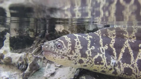 Chain Moray Eel (Echidna catenata) in sh... | Stock Video | Pond5