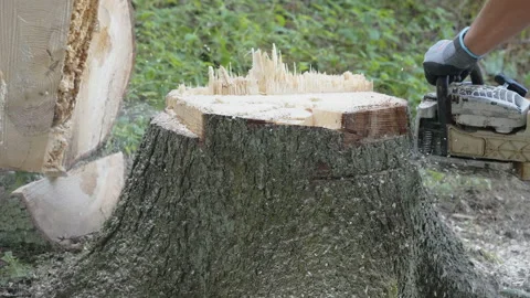 Tree Stump Cutout Stock Videos – Royalty-Free HD & 4K Videos