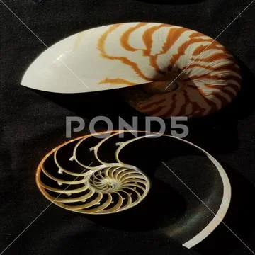 Chambered nautilus shell sections isolated on black background Stock ...