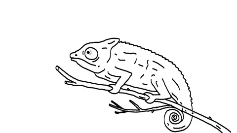 Chameleon Feet Stock Videos – Royalty-Free HD & 4K Videos | Pond5
