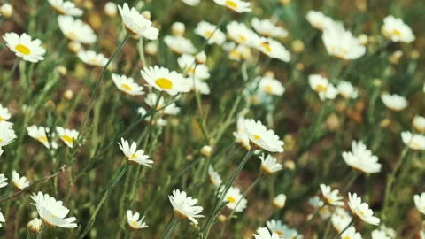 Spa Border Design Stock Videos – Royalty-Free HD & 4K Videos