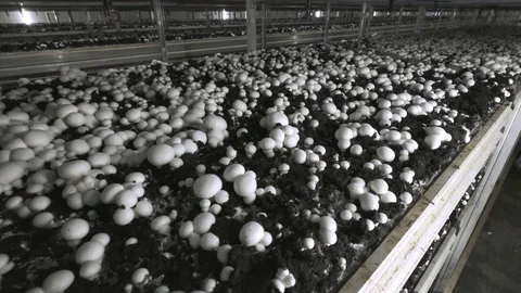 Farm Production Sale Stock Videos – Royalty-Free HD & 4K Videos | Pond5