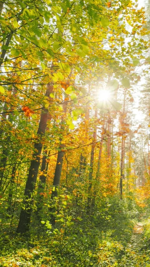 Change To Landscape Stock Videos – Royalty-Free HD & 4K Videos | Pond5