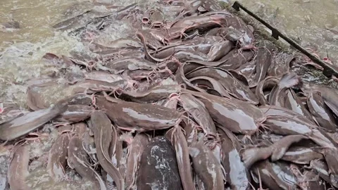 Channel Catfish Stock Video Footage | Royalty Free Channel Catfish ...