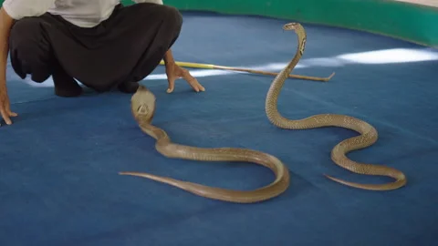 Charmer man training two Thai cobra snak... | Stock Video | Pond5