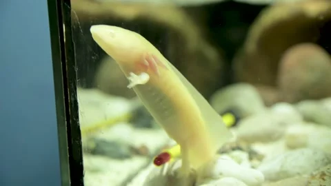 Charming axolotl swims in the aquarium a... | Stock Video | Pond5