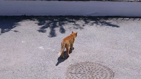 Great Outfoors Stock Videos – Royalty-Free HD & 4K Videos | Pond5