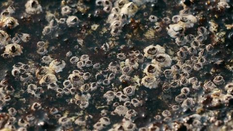 A charming sight of Balanus Glandula, sm... | Stock Video | Pond5