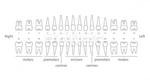 The chart of human teeth, vector illustration ~ Clip Art #181354043