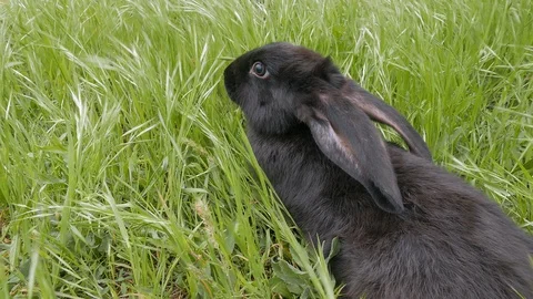 Chasing Rabbit Stock Videos – Royalty-Free HD & 4K Videos | Pond5