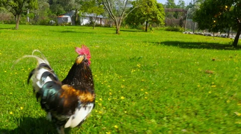 Chasing Chicken Stock Video Footage | Royalty Free Chasing Chicken ...