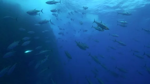 Chasing U Stock Videos – Royalty-Free HD & 4K Videos