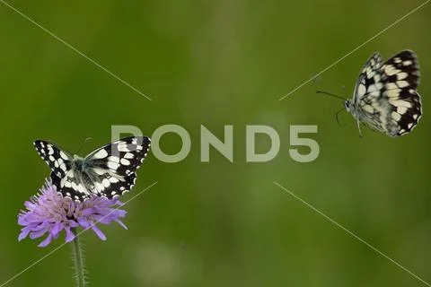 Checkerboard two moths in mating flight with open wings sitting on pink ...