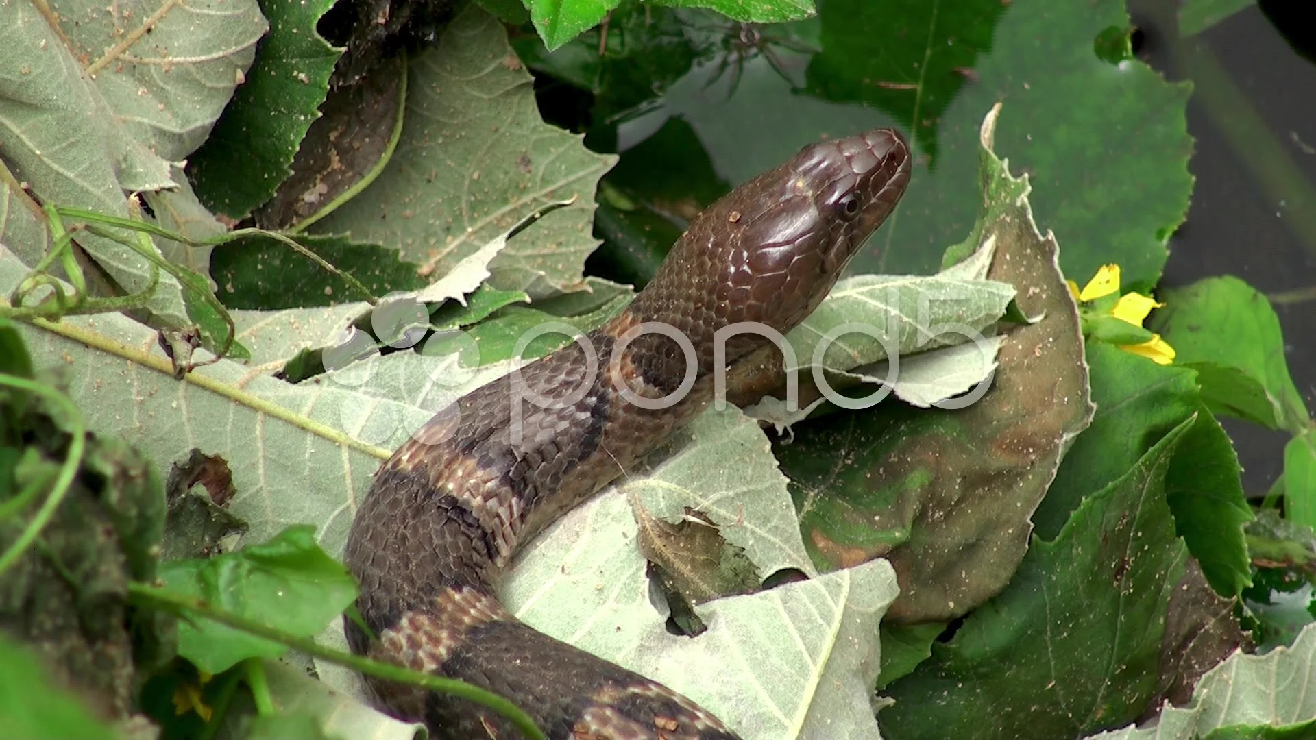 Asiatic Snake Checkered Keelback Snake At A Pond (Asiatic Water Snake)