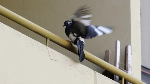 Cheeky and aggressive pigeons on a yello... | Stock Video | Pond5