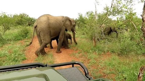 Cheeky baby elephant takes on safari veh... | Stock Video | Pond5