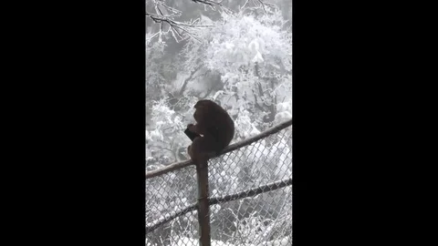 Cheeky wild monkey steals tourists walle... | Stock Video | Pond5