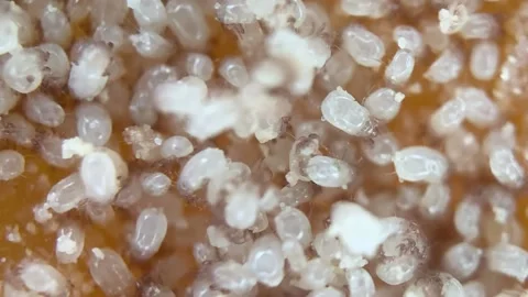 Cheese Mites on Native French Aged Chees... | Stock Video | Pond5