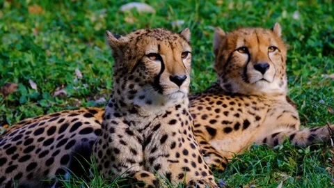 Cheetah Wallpaper Stock Videos – Royalty-Free HD & 4K Videos