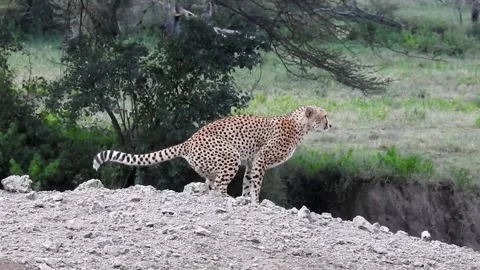 Cheetah answering nature's call, pooping... | Stock Video | Pond5