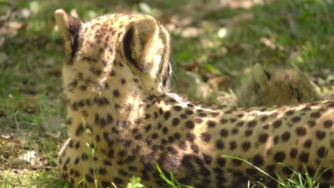 Cheetah Cub Sucking Milk From iIts Mothe... | Stock Video | Pond5
