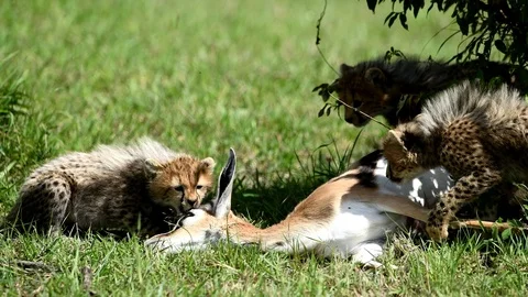 Cheetah Cubs eat their prey in the Savan... | Stock Video | Pond5