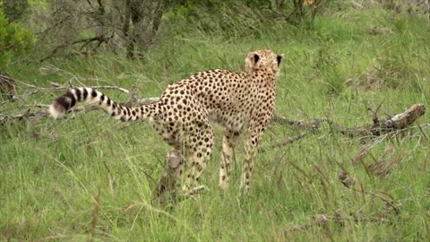 Africa Pooping Stock Videos – Royalty-Free HD & 4K Videos