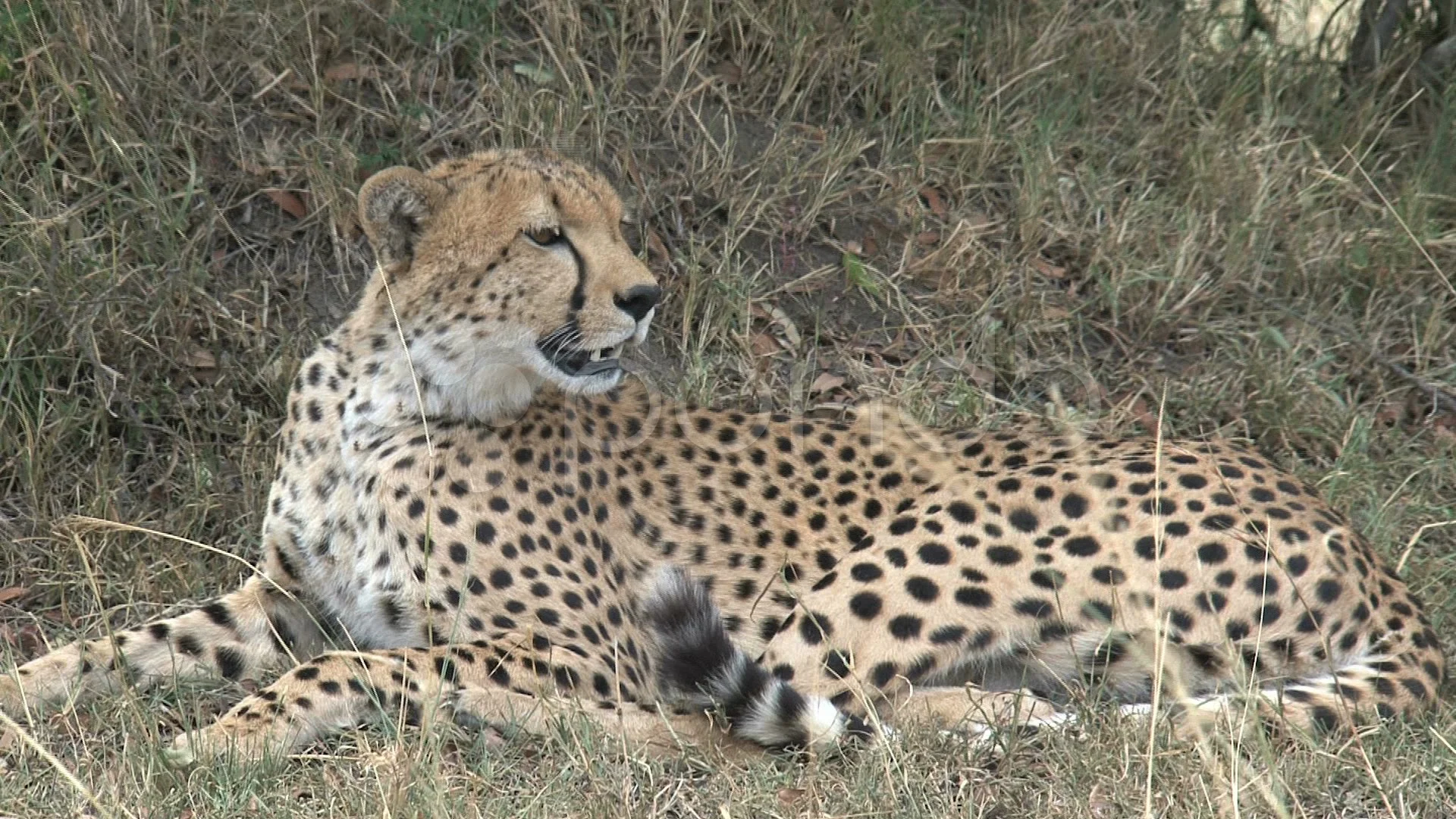Baby Cheetahs Laying Down