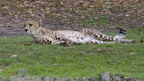 Cheetah Running Fast Stock Videos – Royalty-Free HD & 4K Videos | Page 5