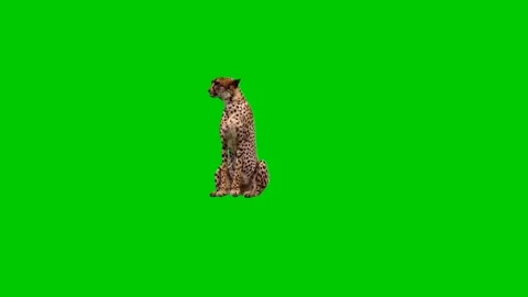 Cheetah Looking Around on Green Screen | Stock Video | Pond5