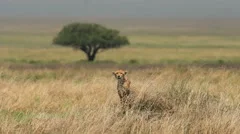Cheetah Poop