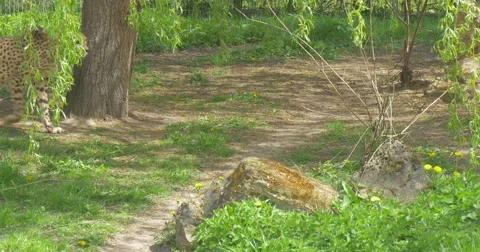 Cheetah in Park Zoo Among the Trees the ... | Stock Video | Pond5