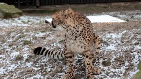 African Pooping Stock Videos – Royalty-Free HD & 4K Videos | Pond5