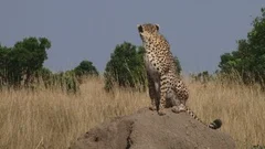 Cheetah Poop