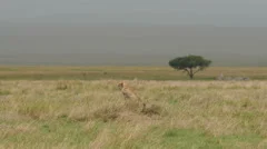 Cheetah Poop