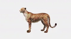 Cheetah Poop