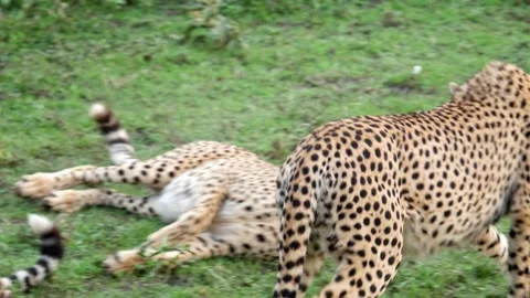 Cheetah wildlife ghepard safari group wi... | Stock Video | Pond5
