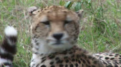 Cheetah Poop