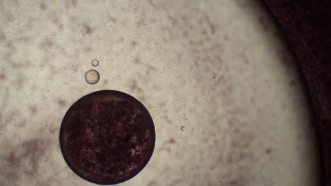 Chemical reaction under microscope | Stock Video | Pond5