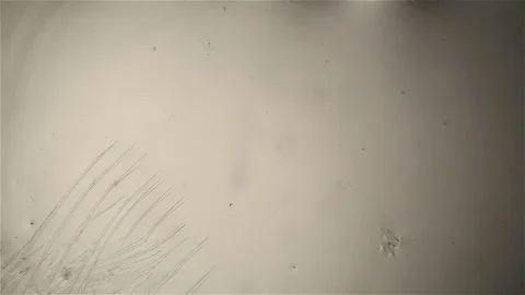 Chemical reaction under microscope | Stock Video | Pond5